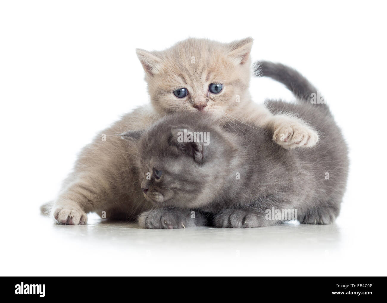 two funny kittens play together Stock Photo - Alamy