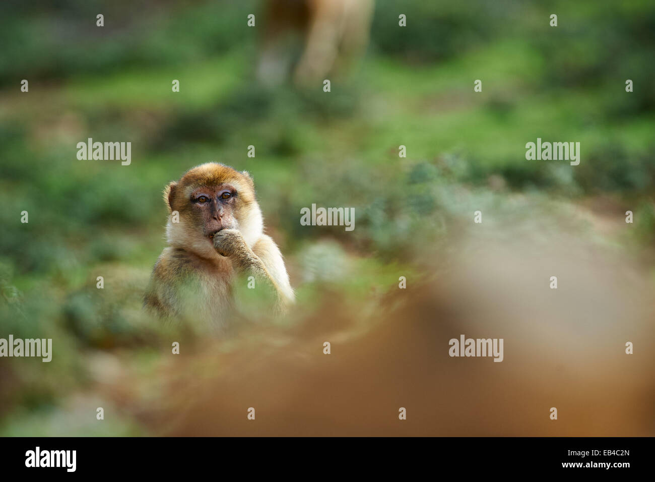 Andrew walmsley monkey hi-res stock photography and images - Alamy