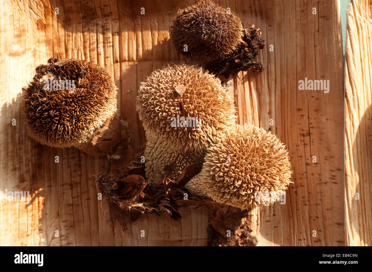 Spiny Puffball or Spring Puffball, Lycoperdaceae, Lycoperdon Echinatum ...