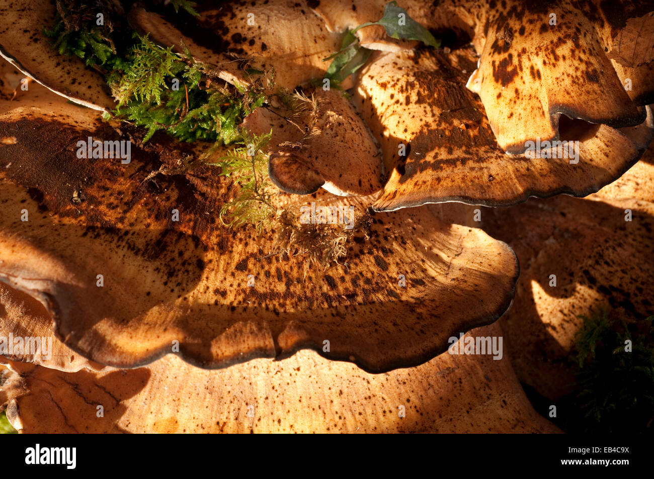 Meripilus giganteus hi-res stock photography and images - Alamy