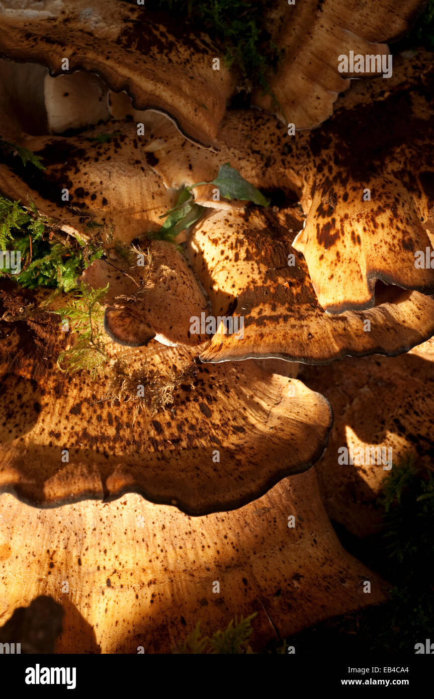 Meripilus giganteus hi-res stock photography and images - Alamy