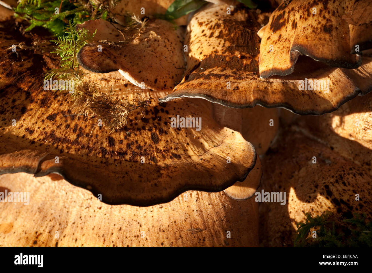 Italy, Meripilus Giganteus Stock Photo - Alamy