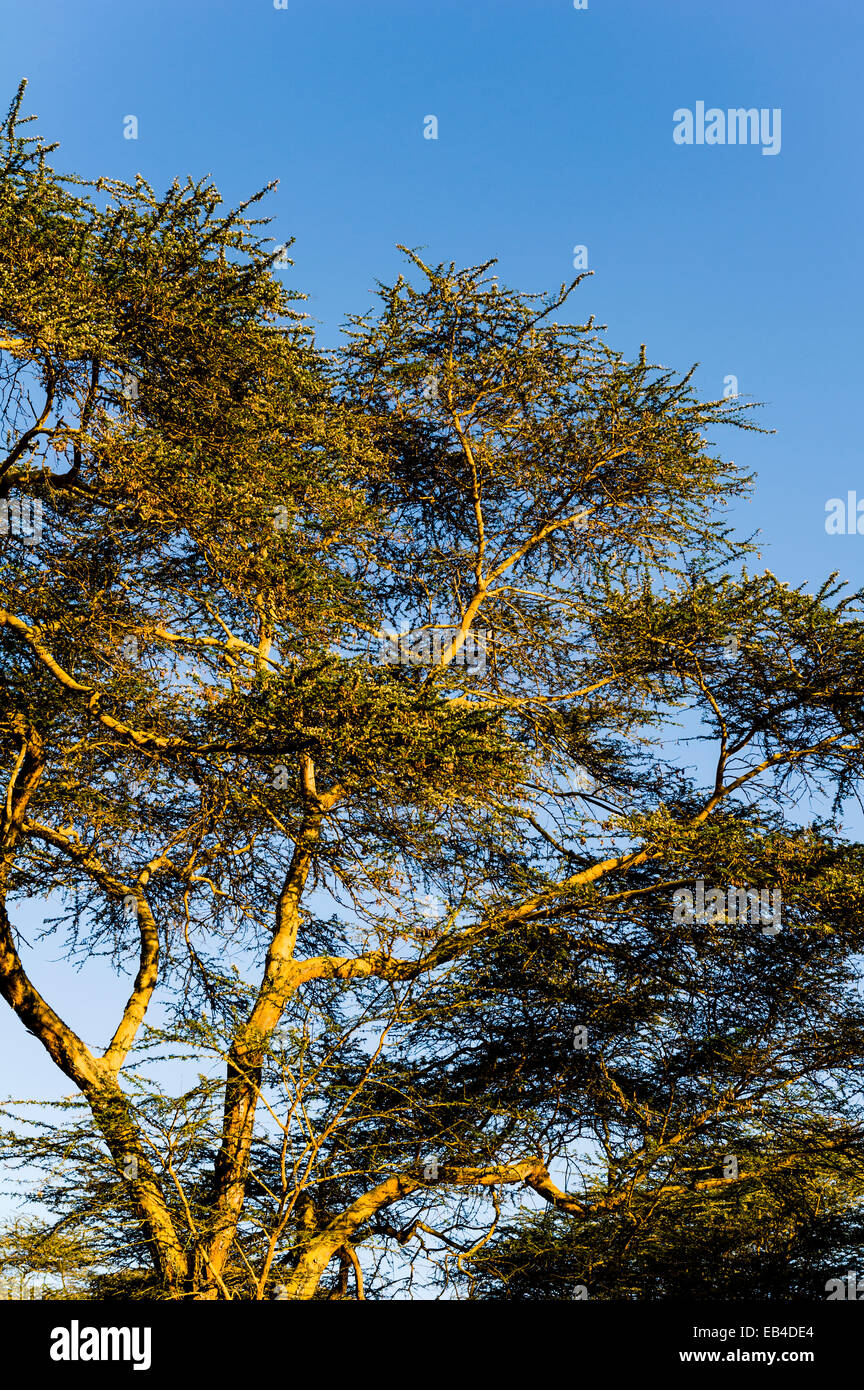 The sprawling canopy of a yellow fever acacia sun lit by the golden ...