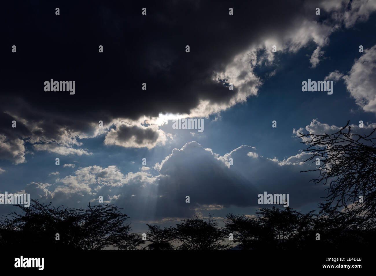 Dark and ominous storm clouds block out the sun over an acacia woodland ...