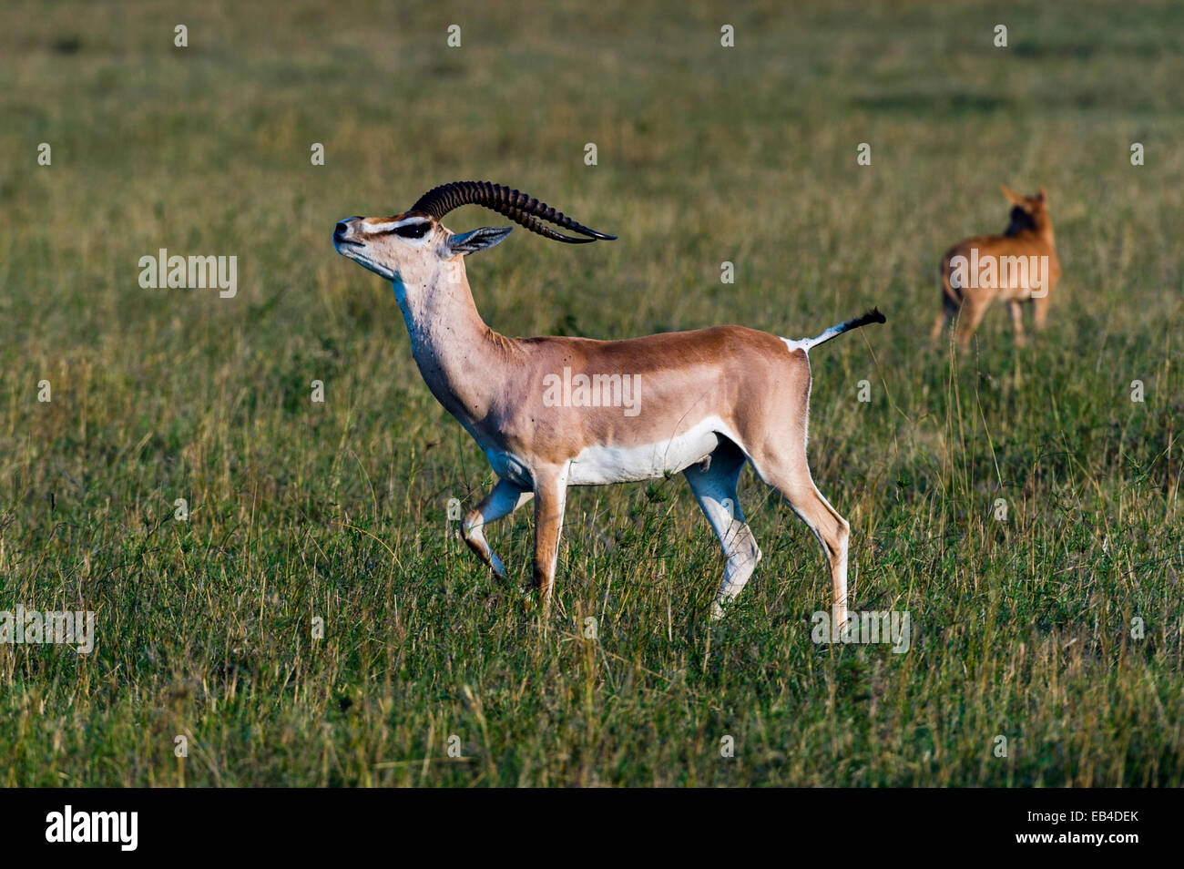 A Grants gazelle strutting and scenting a female in oestrus during a ...