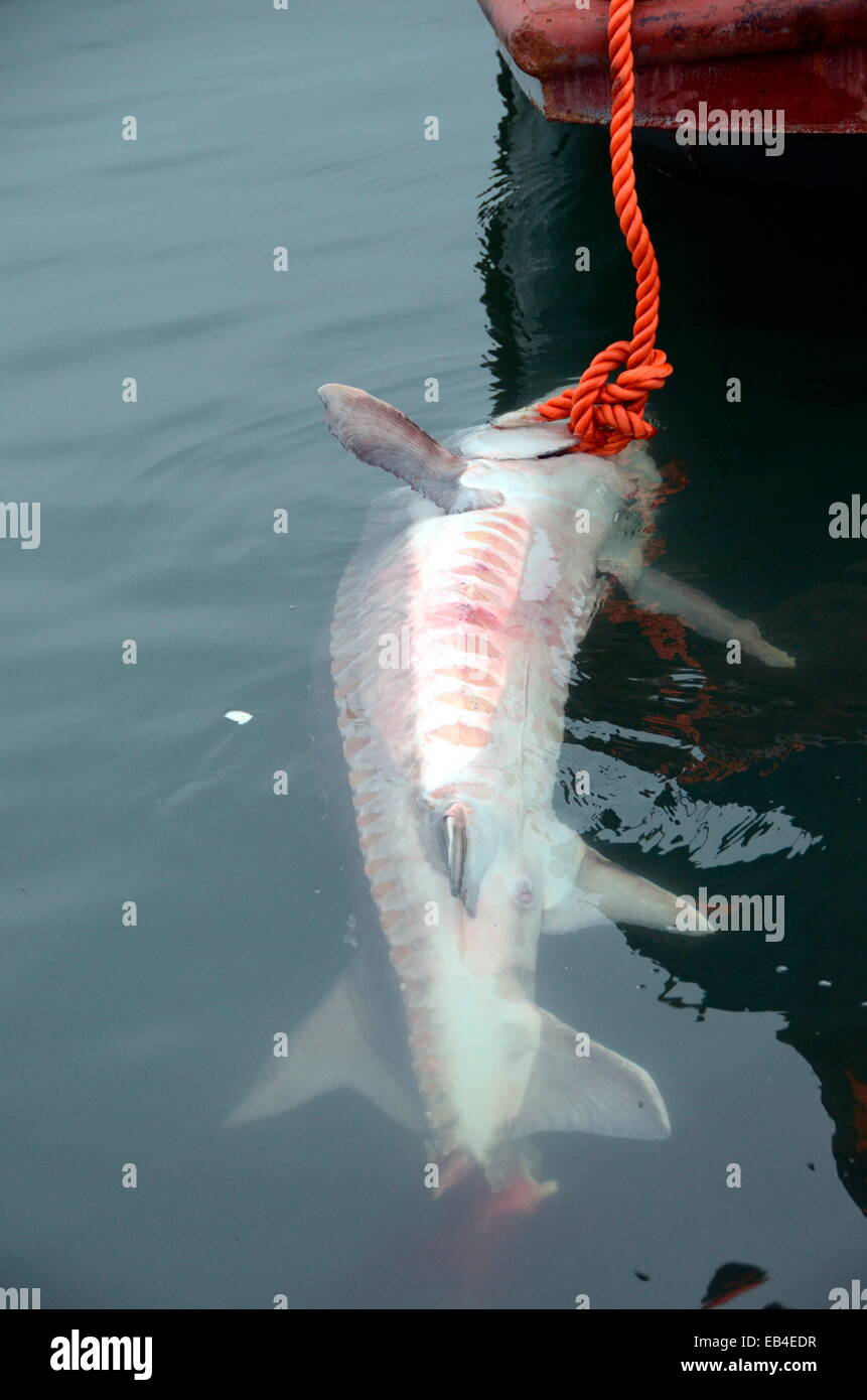 Chinese sturgeon hi-res stock photography and images - Alamy