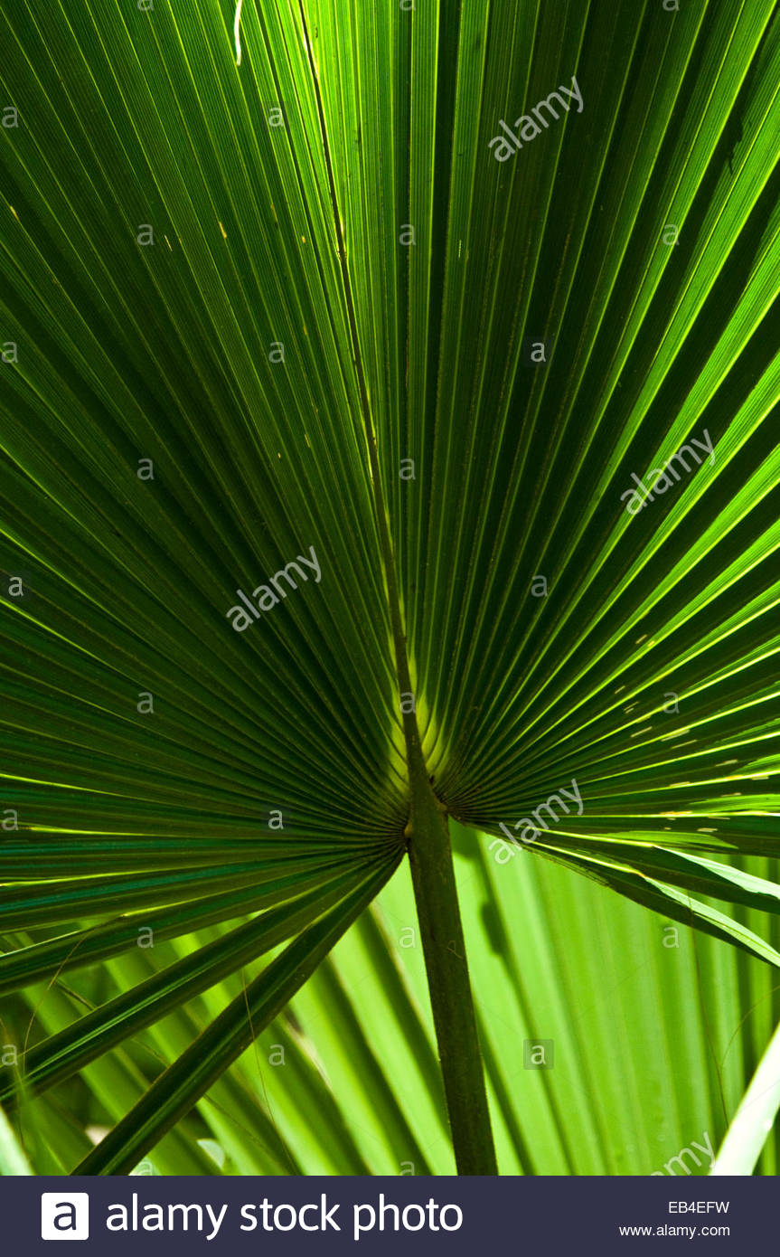 Palmetto Fronds Stock Photos & Palmetto Fronds Stock Images - Alamy