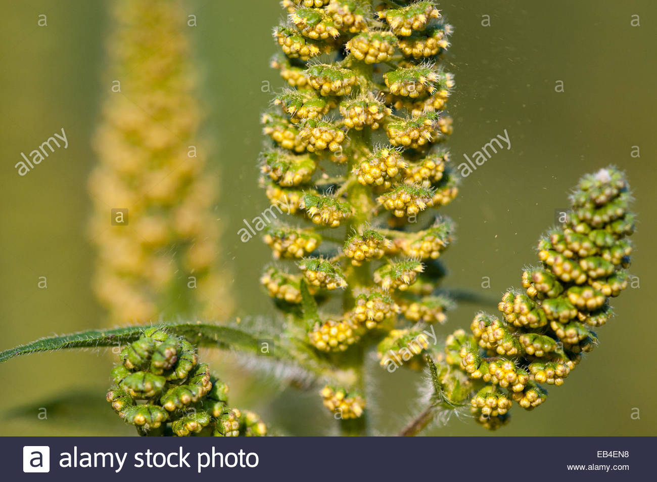 Ragweed Pollen Stock Photos & Ragweed Pollen Stock Images - Alamy