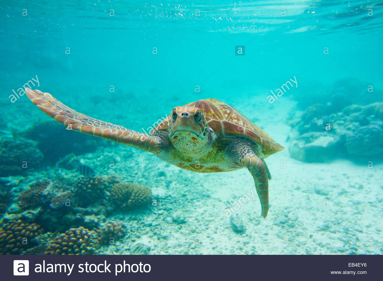 Angry Turtle Stock Photos & Angry Turtle Stock Images - Alamy