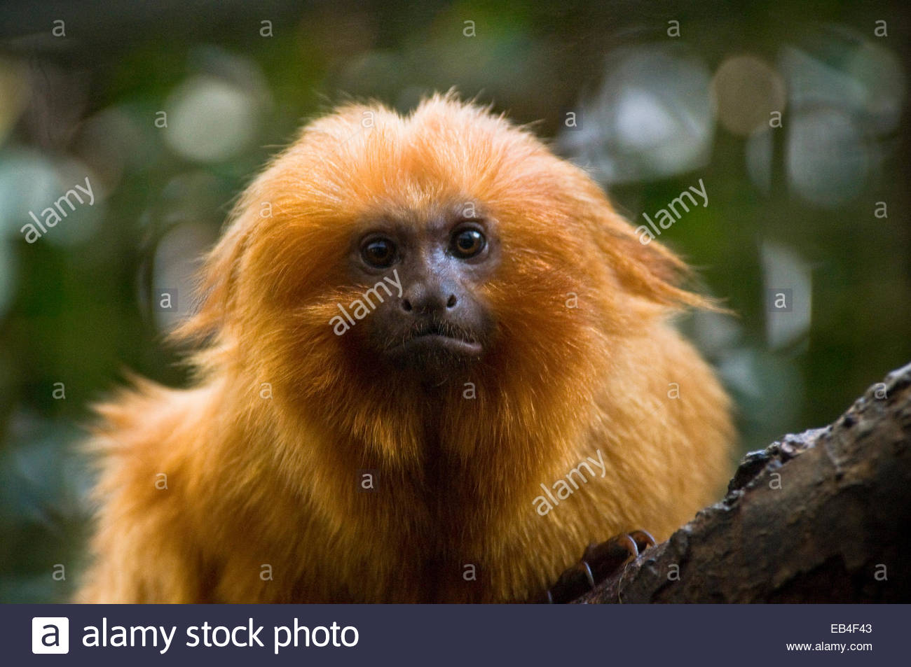 Lion Tamarin Stock Photos & Lion Tamarin Stock Images - Alamy