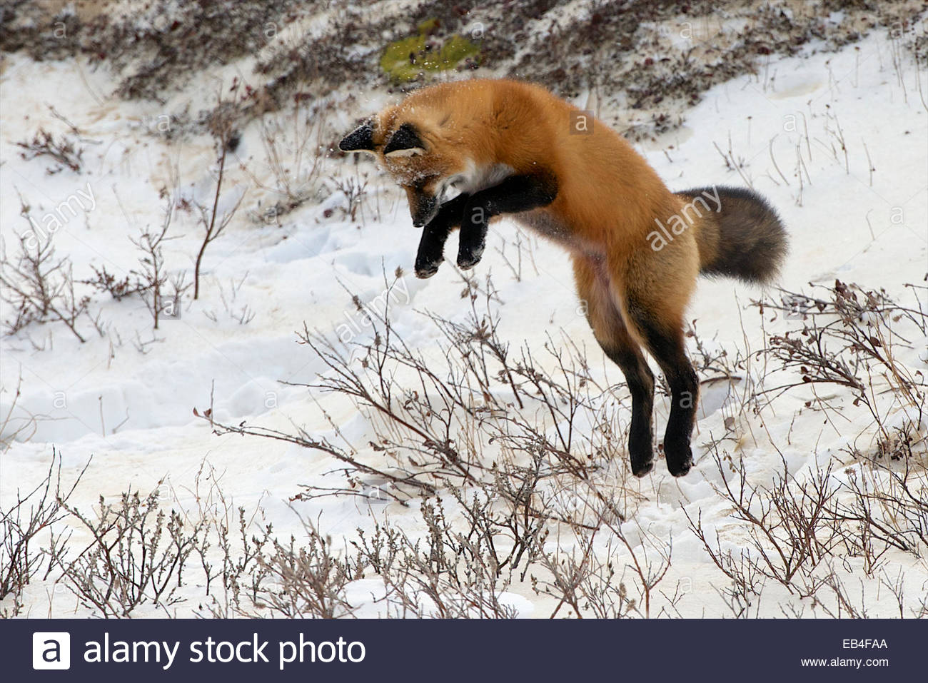 Pounce High Resolution Stock Photography and Images - Alamy