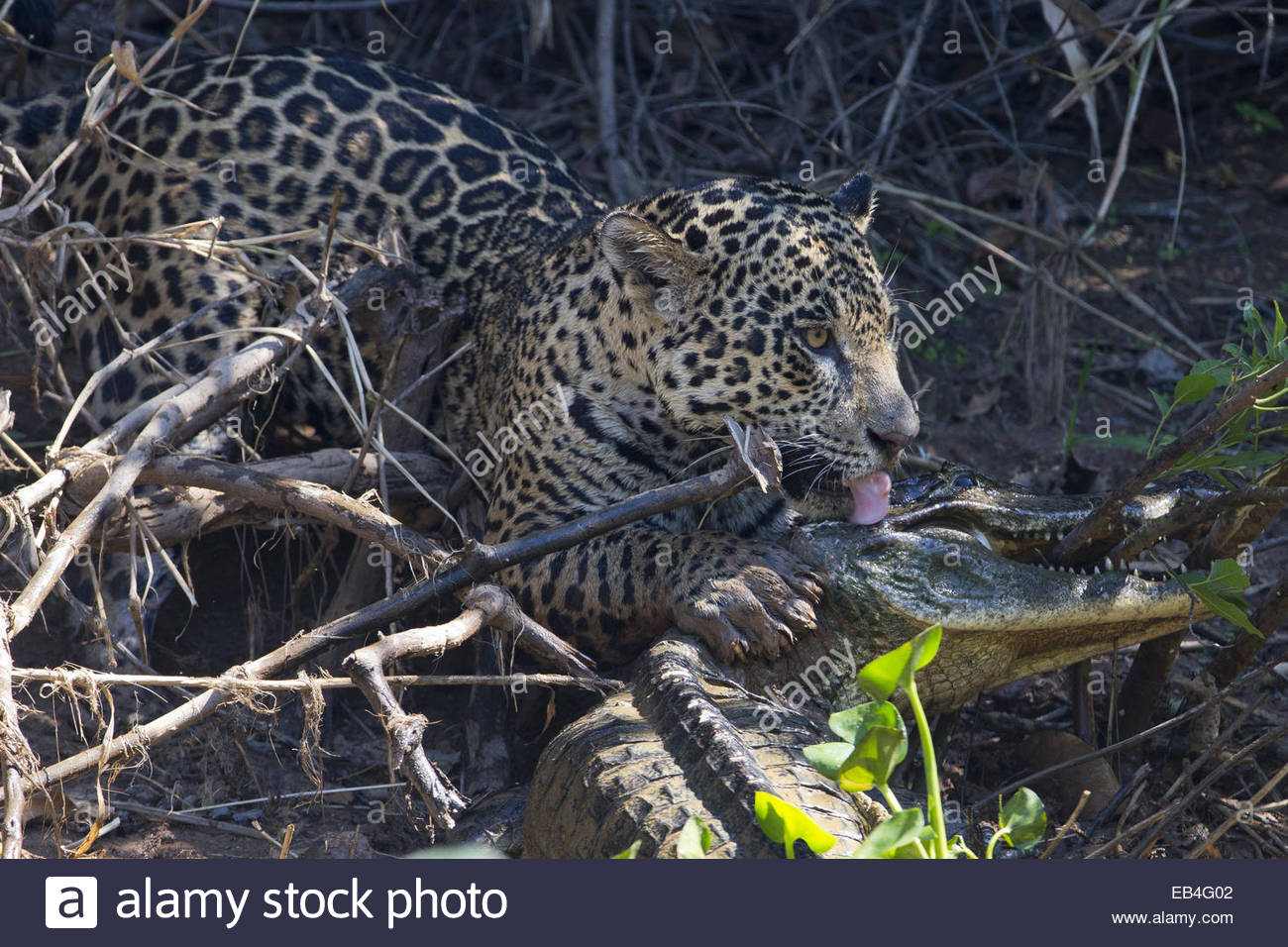 A Jaguar Head High Resolution Stock Photography and Images - Alamy