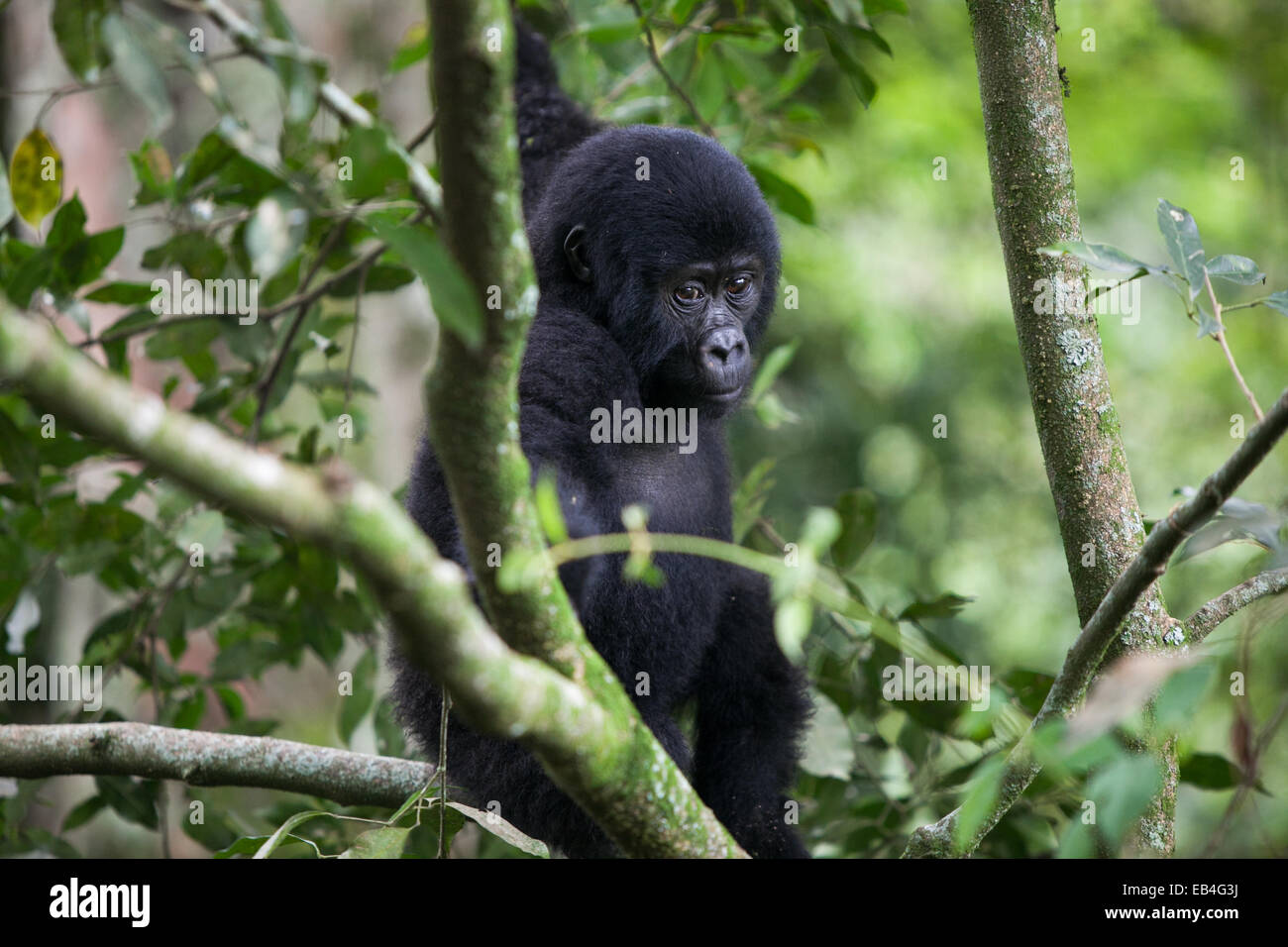An adolescent gorilla climbs a tree in dense brush of the impenetrable ...
