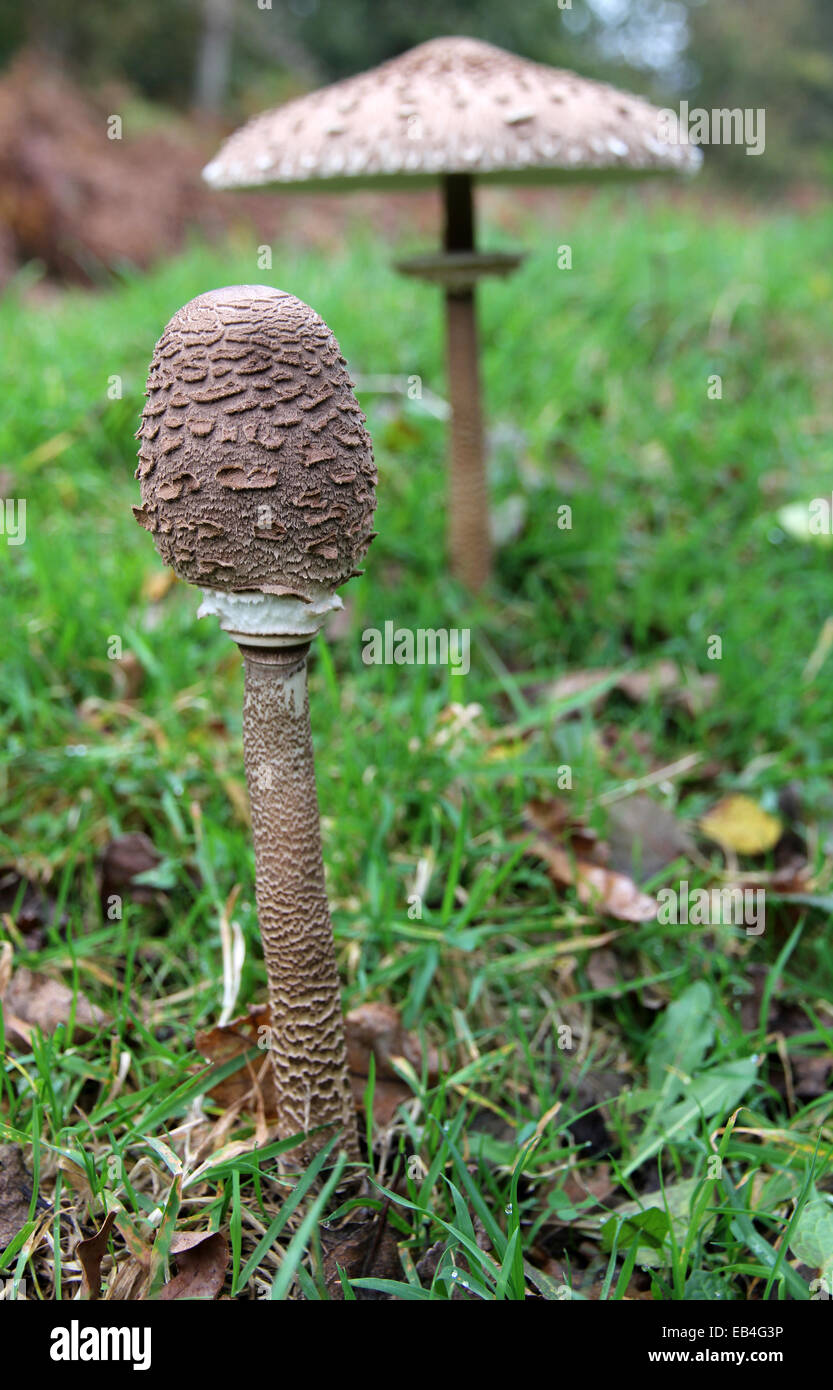 British fungi hi-res stock photography and images - Alamy