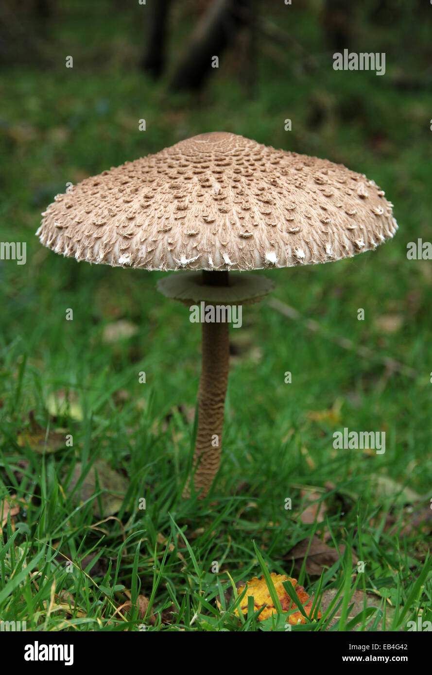 fungi in Dunwich woods Suffolk coast England UK Stock Photo - Alamy