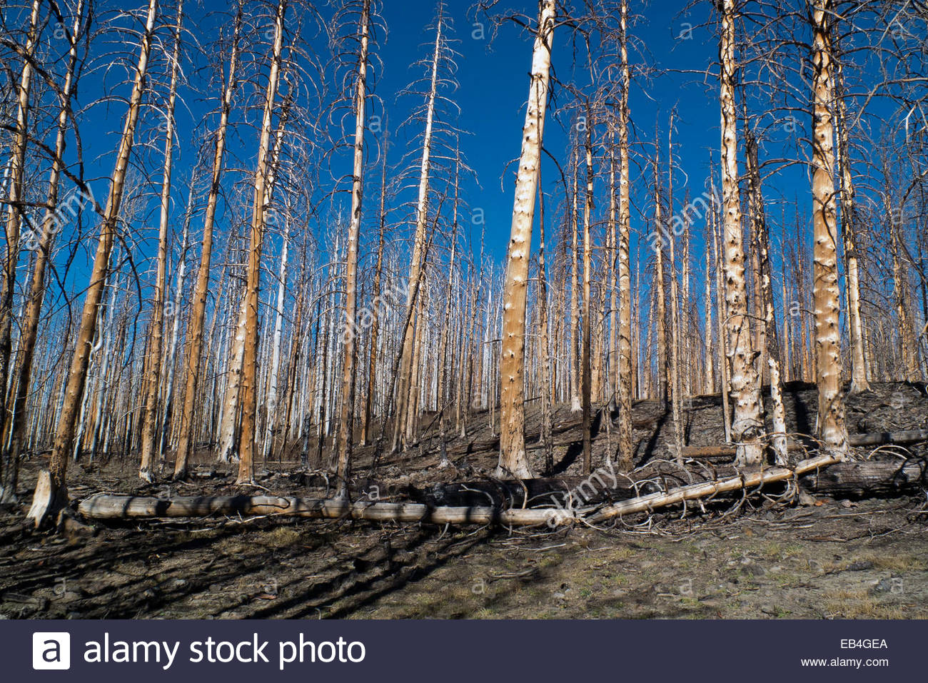 Fire Scar Stock Photos & Fire Scar Stock Images - Alamy