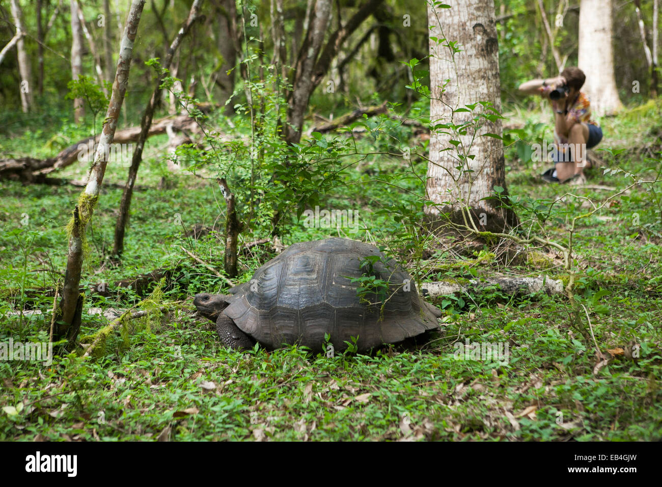 A tourist photographing a giant Galapagos tortoise in its environment ...
