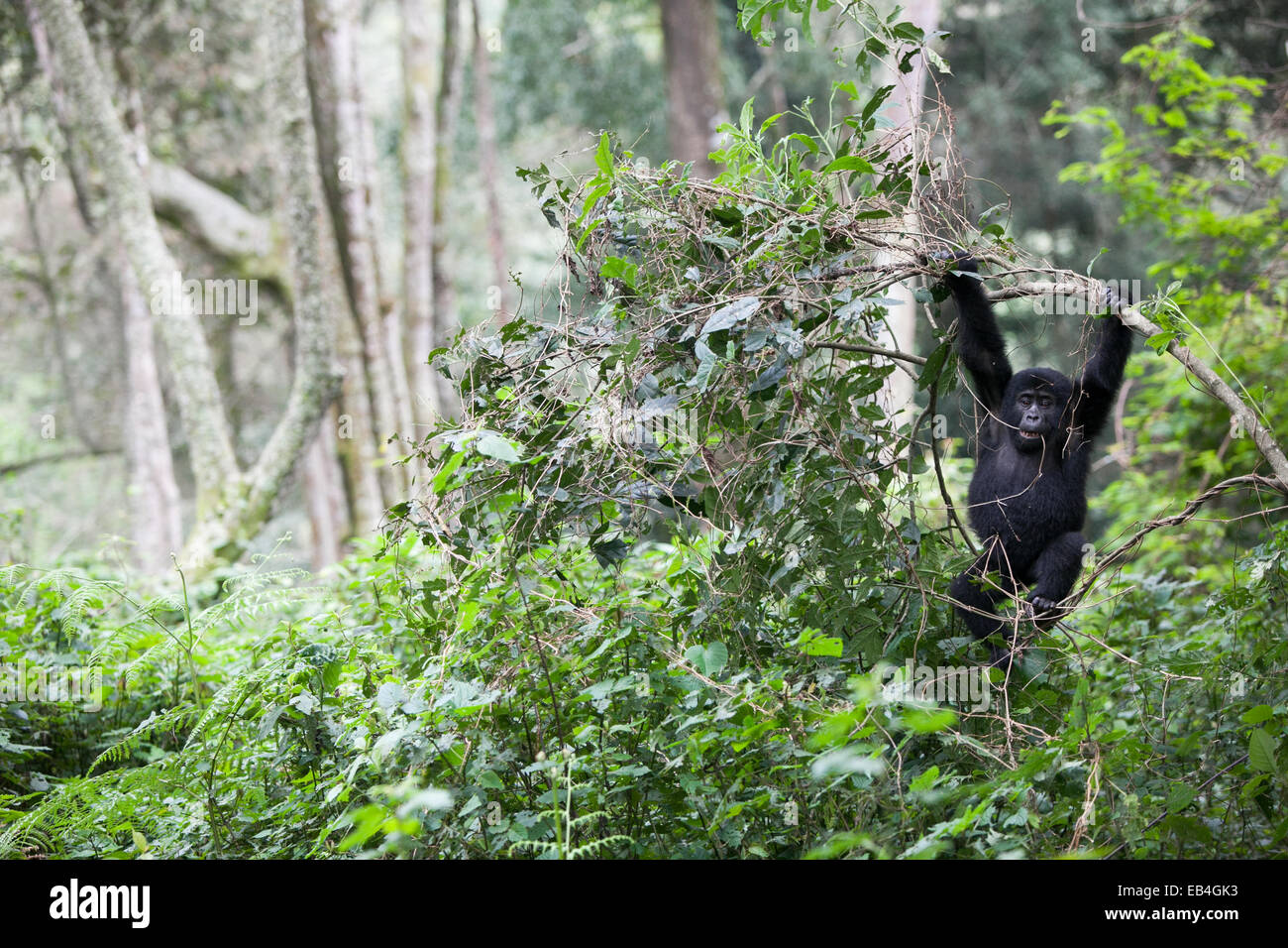 Gorilla hanging in tree hi-res stock photography and images - Alamy