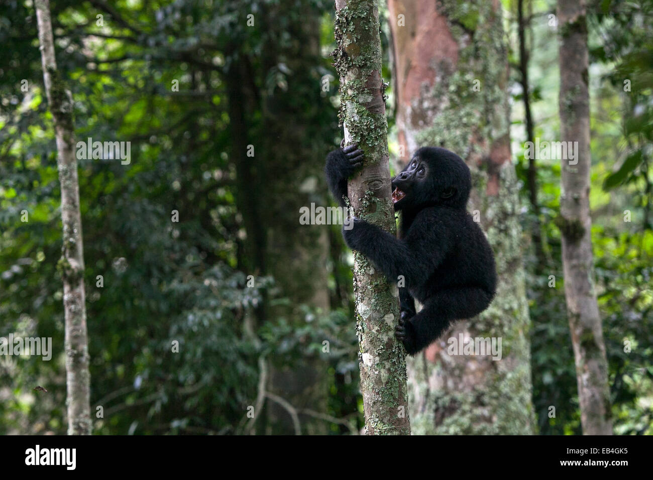 Gorilla climbing tree hi-res stock photography and images - Alamy