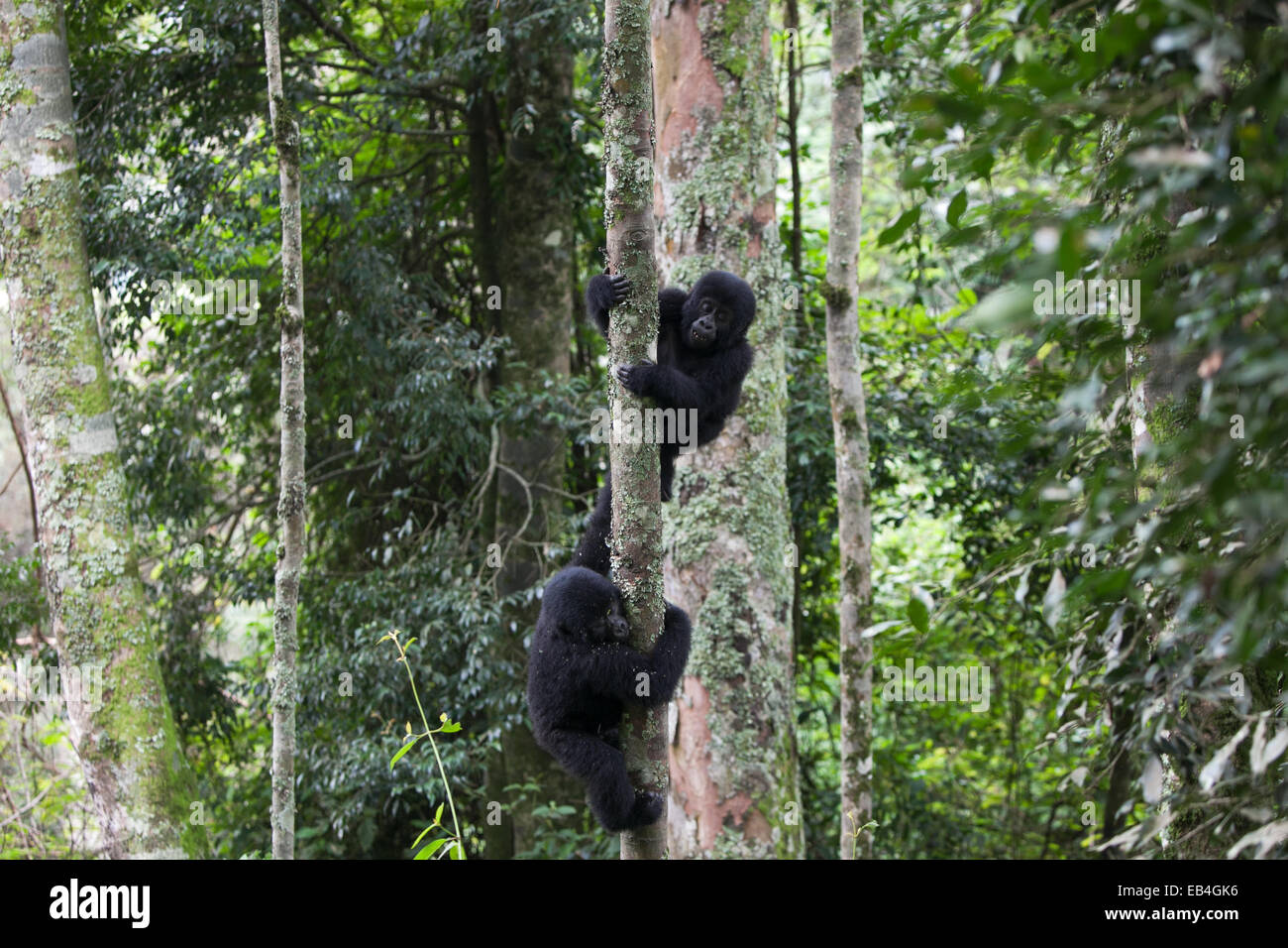 Gorillas image hi-res stock photography and images - Alamy