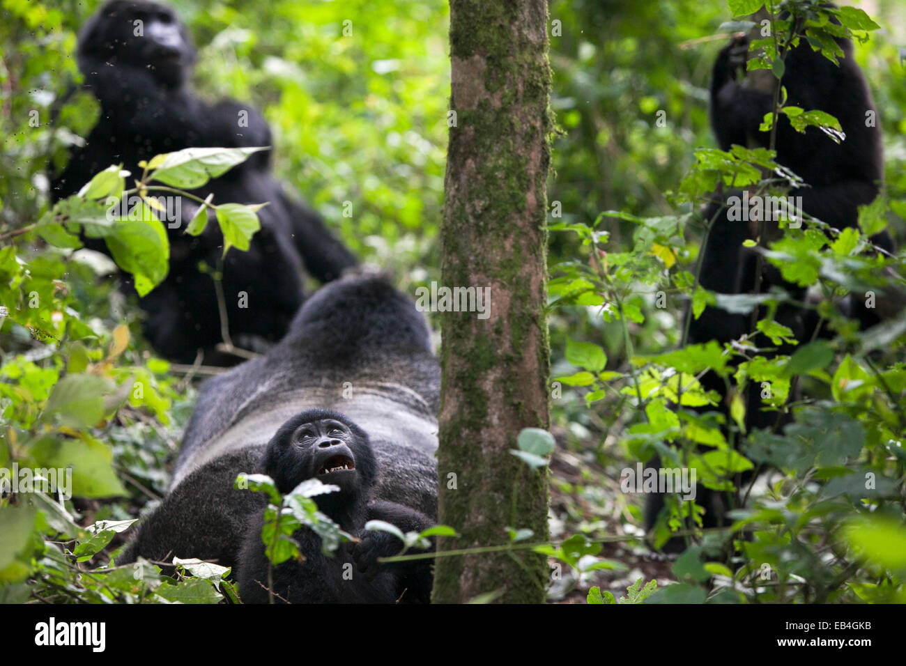 Silverback Gorilla Head Side View High Resolution Stock Photography and ...
