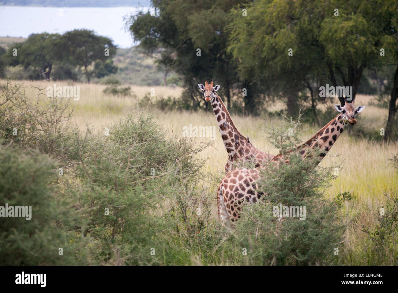 Two giraffes stand in amongst tall trees Stock Photo - Alamy