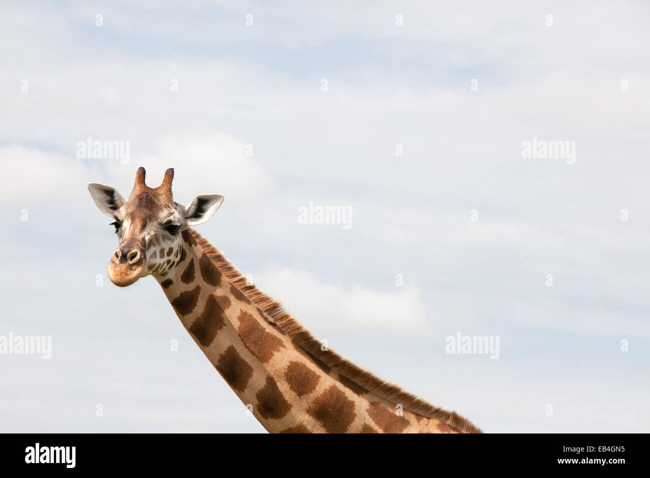 Portrait of a giraffe Stock Photo - Alamy