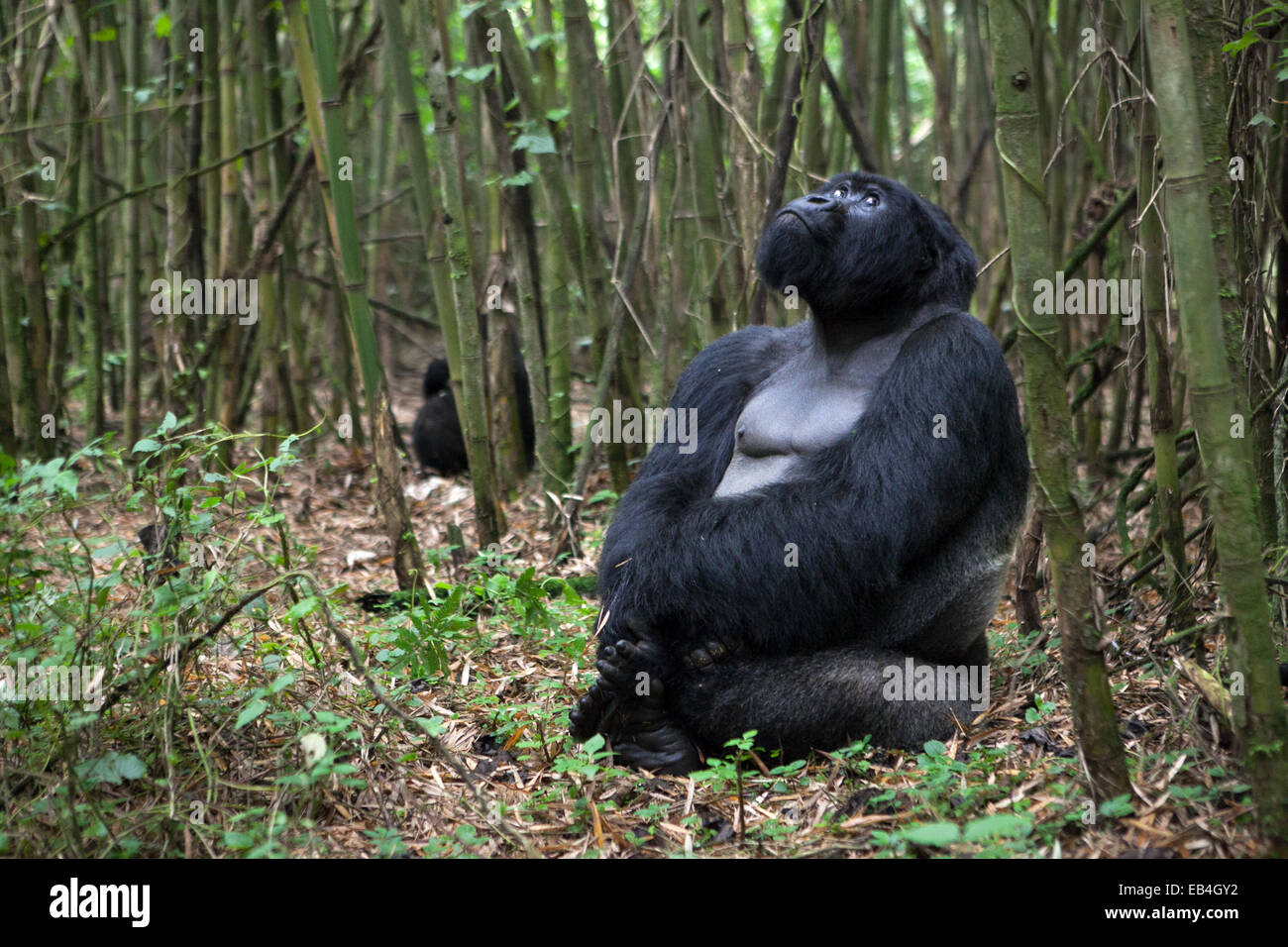 Side view of a gorilla hi-res stock photography and images - Alamy