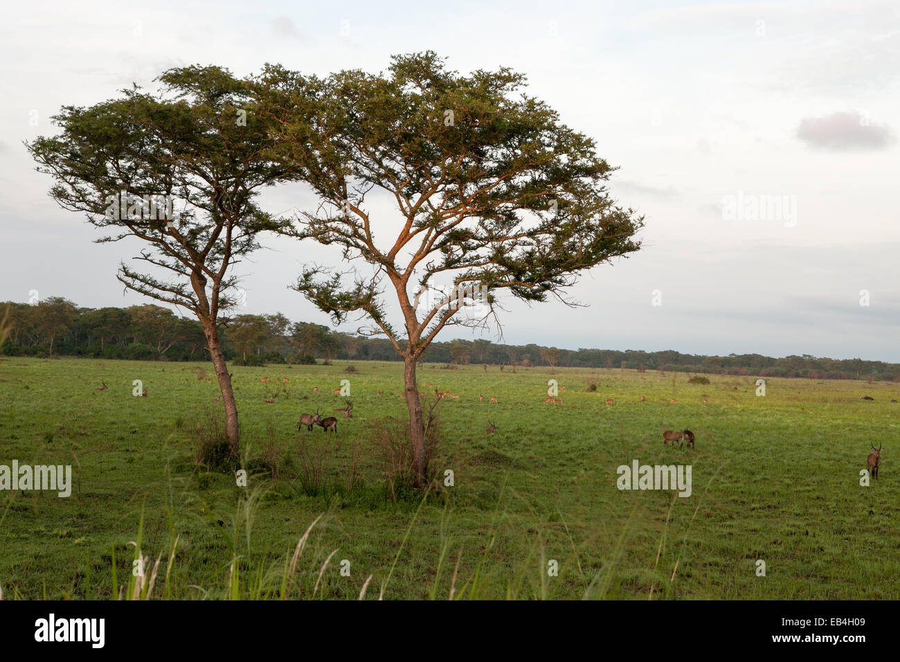 Ugandan national parks uganda hi-res stock photography and images - Alamy