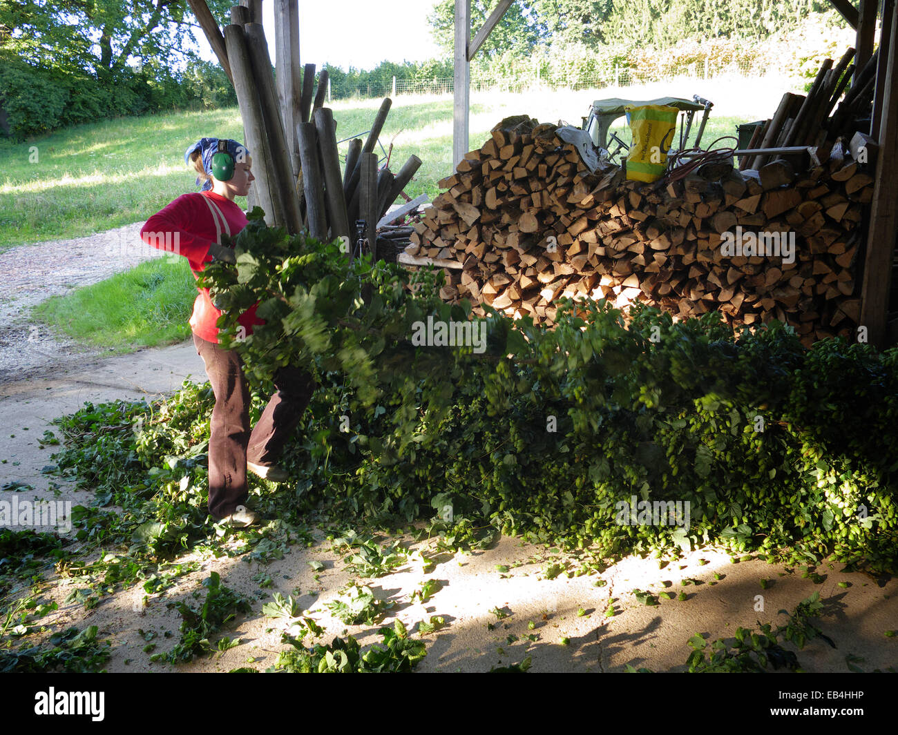 Sorting machine hi-res stock photography and images - Alamy