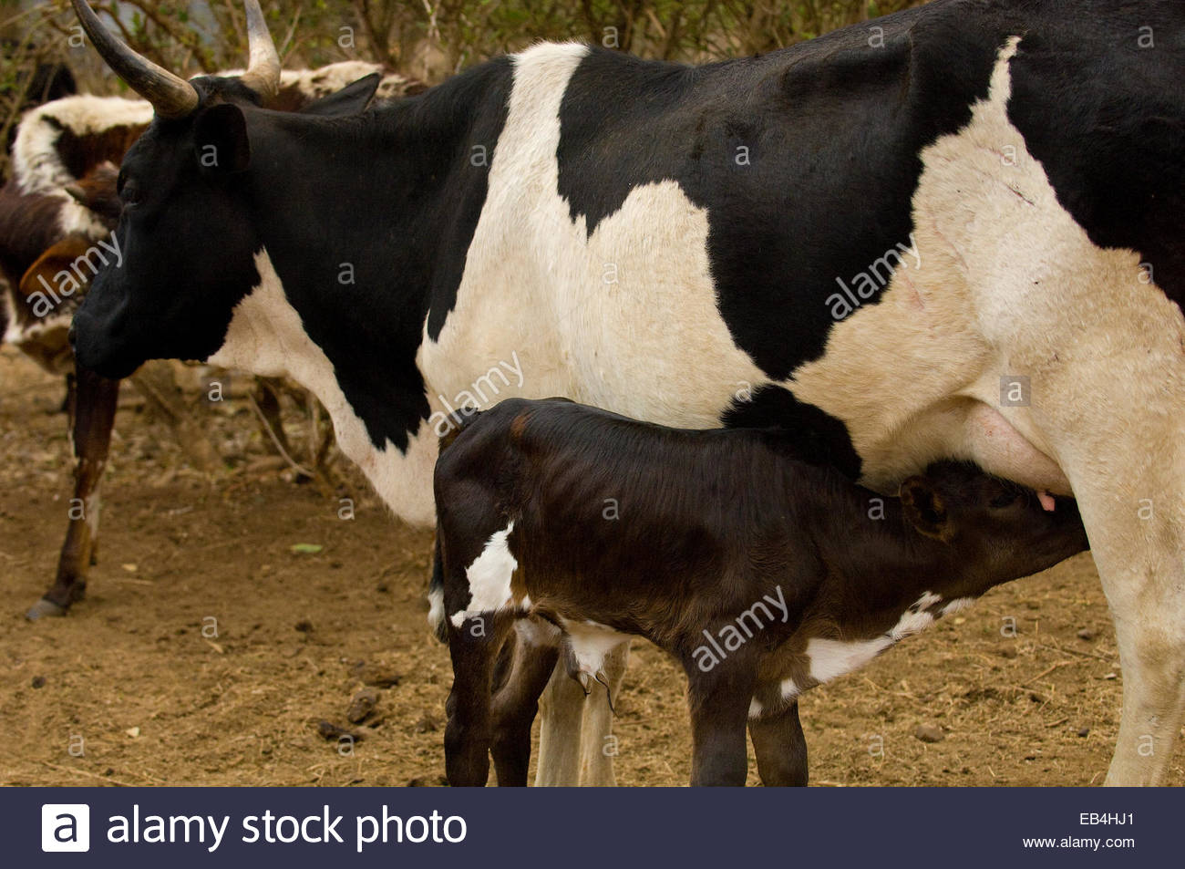 Zebu Family Stock Photos & Zebu Family Stock Images - Alamy