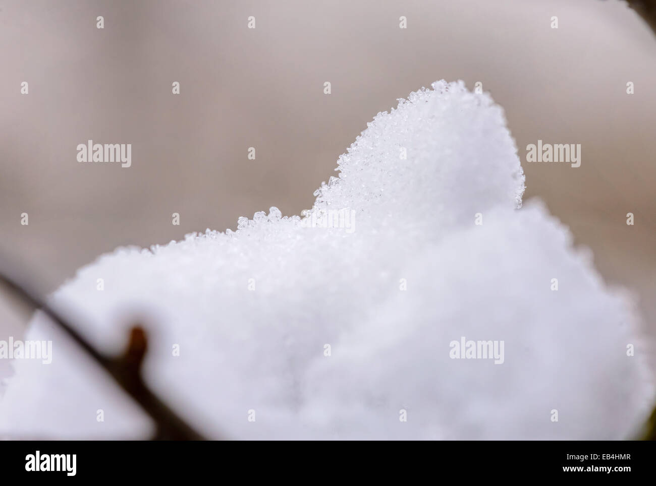 Macro detail of frozen snow on a branch during the cold winter Stock ...