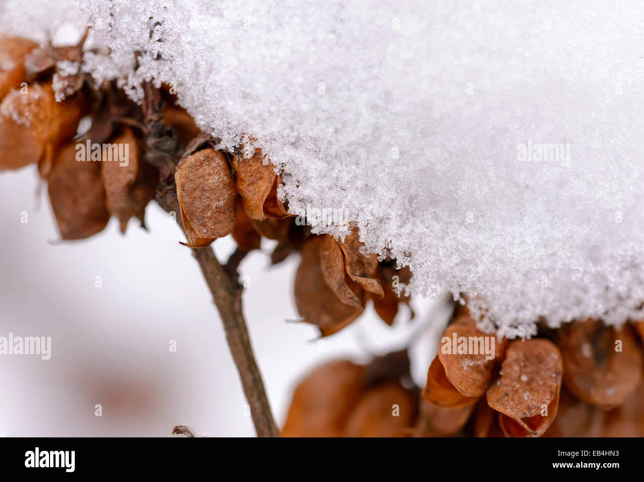 Macro detail of frozen snow on a branch with seeds in their pods ...