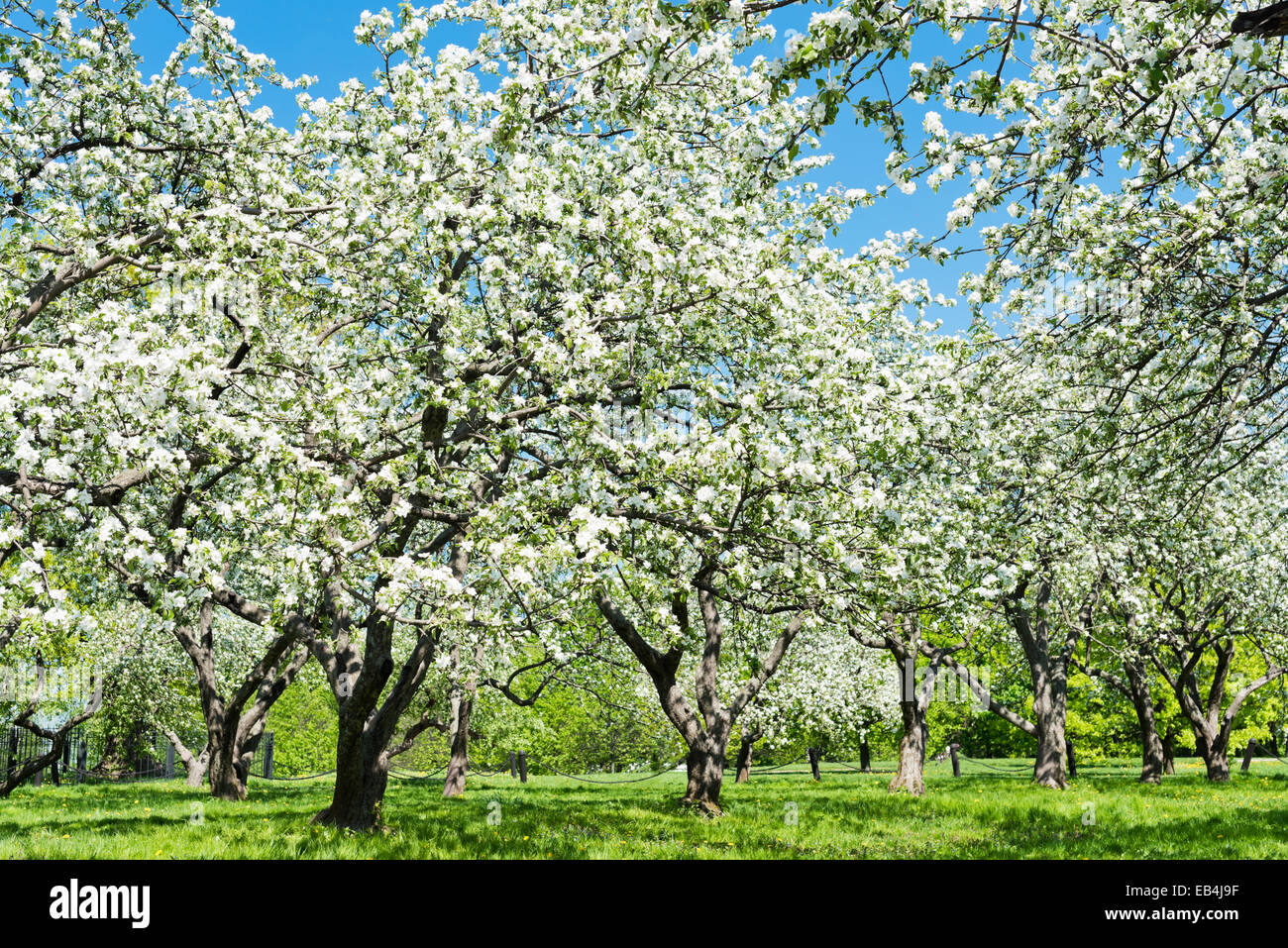 Beautiful blooming of decorative white apple trees Stock Photo - Alamy