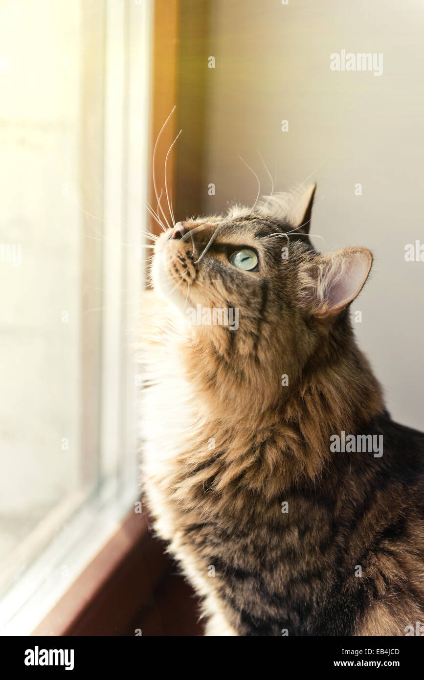 cat looking out the window Stock Photo - Alamy