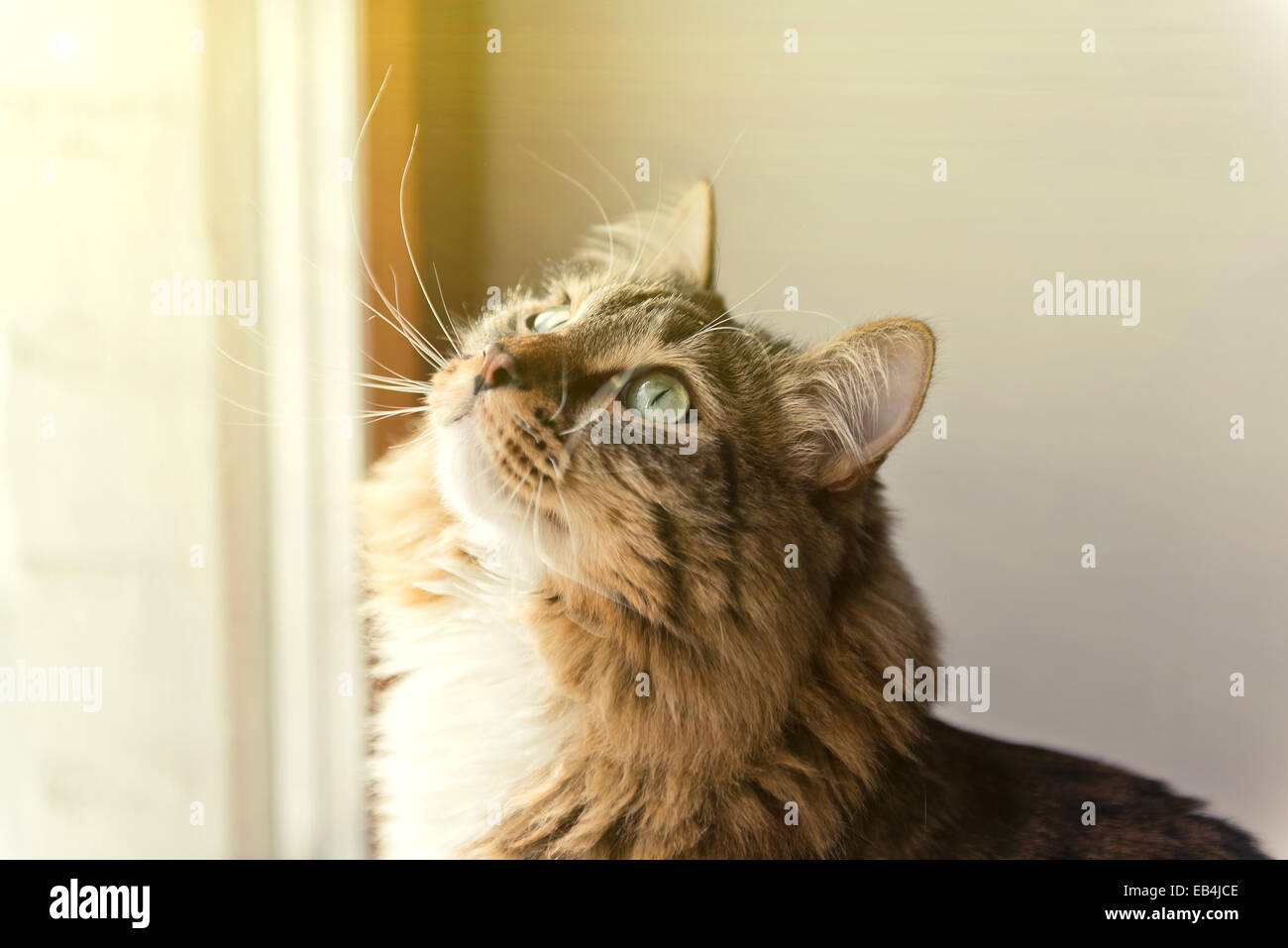 cat looking out the window Stock Photo - Alamy