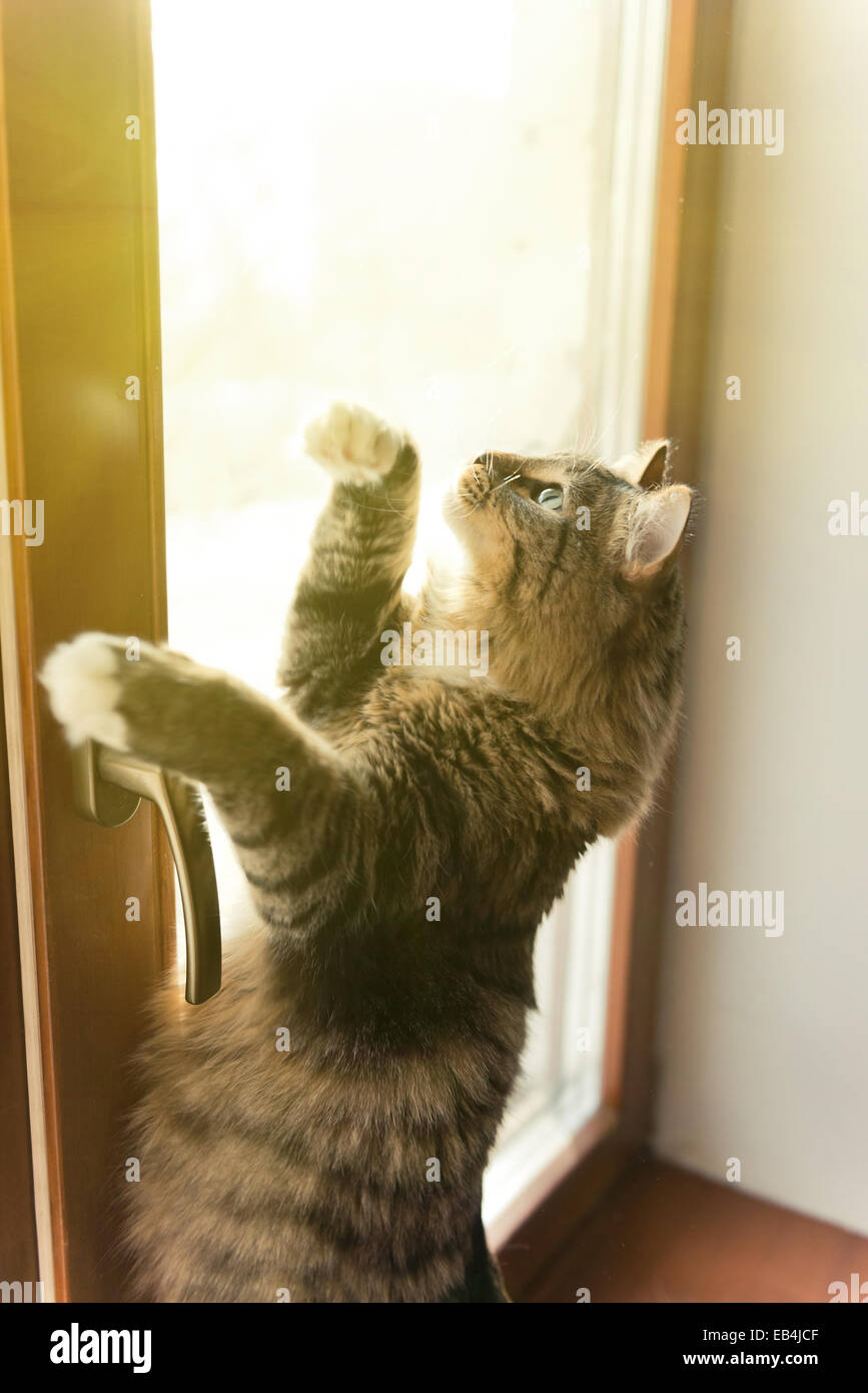 cat looking out the window Stock Photo - Alamy
