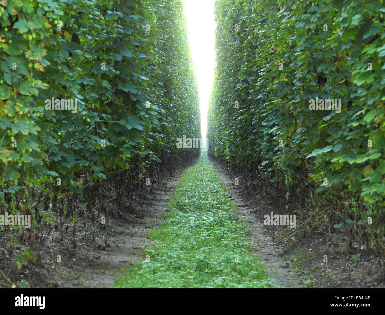 Germany Bavaria Hallertau Harvested Hops on picking machine wait for ...