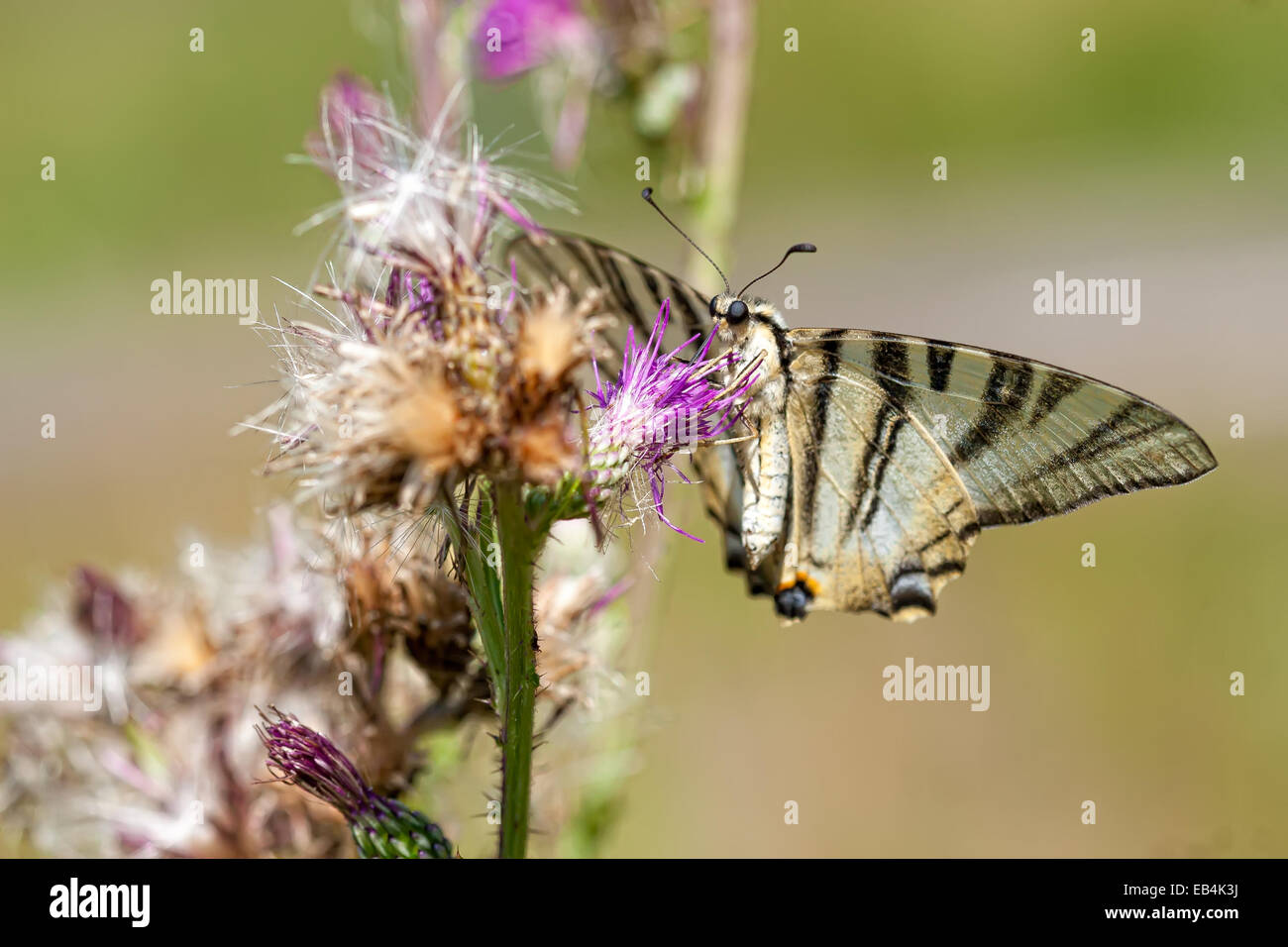butterfly fly in morning nature Stock Photo - Alamy