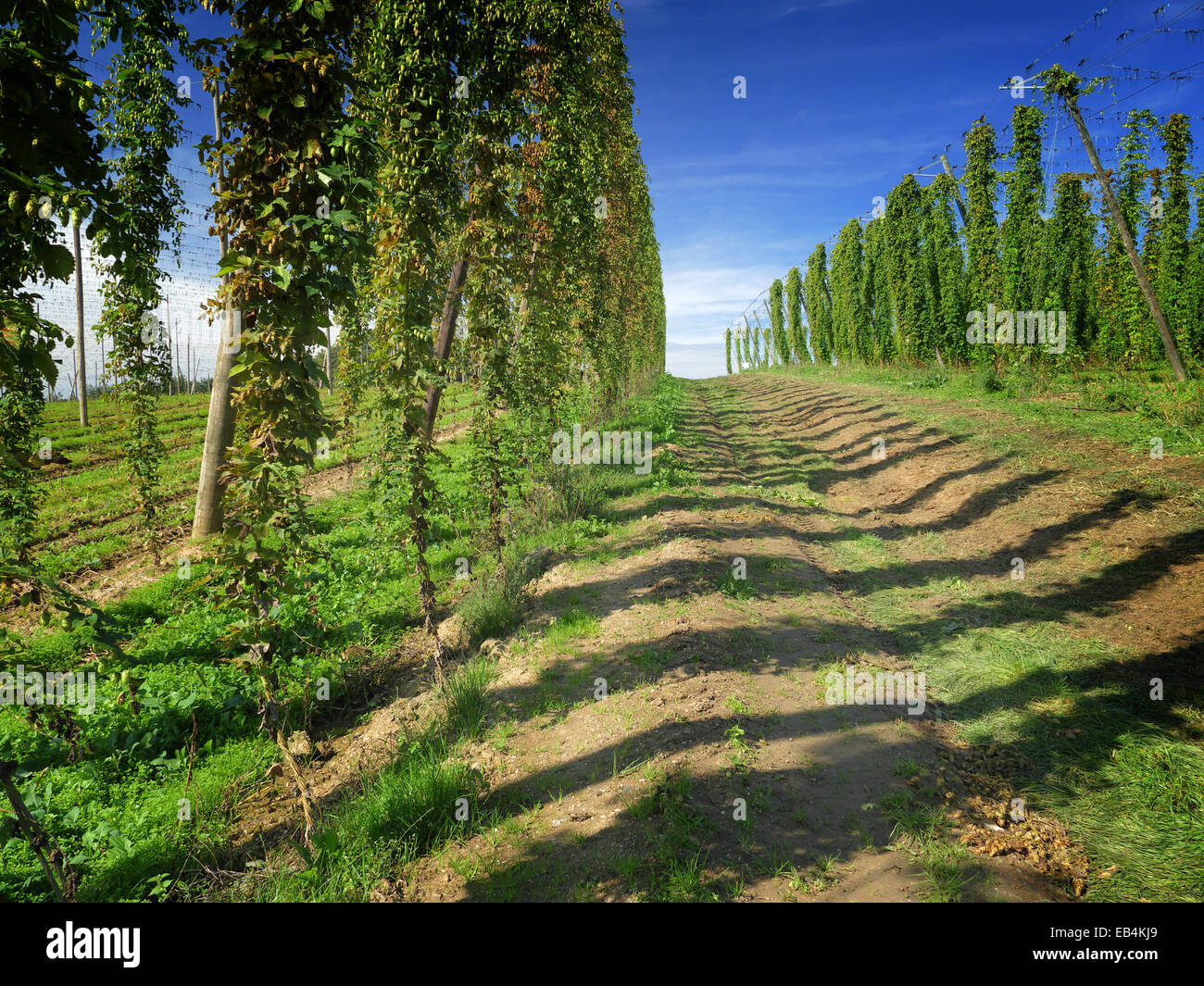 Germany Bavaria Hallertau Harvest Hops field German beer Purity law ...
