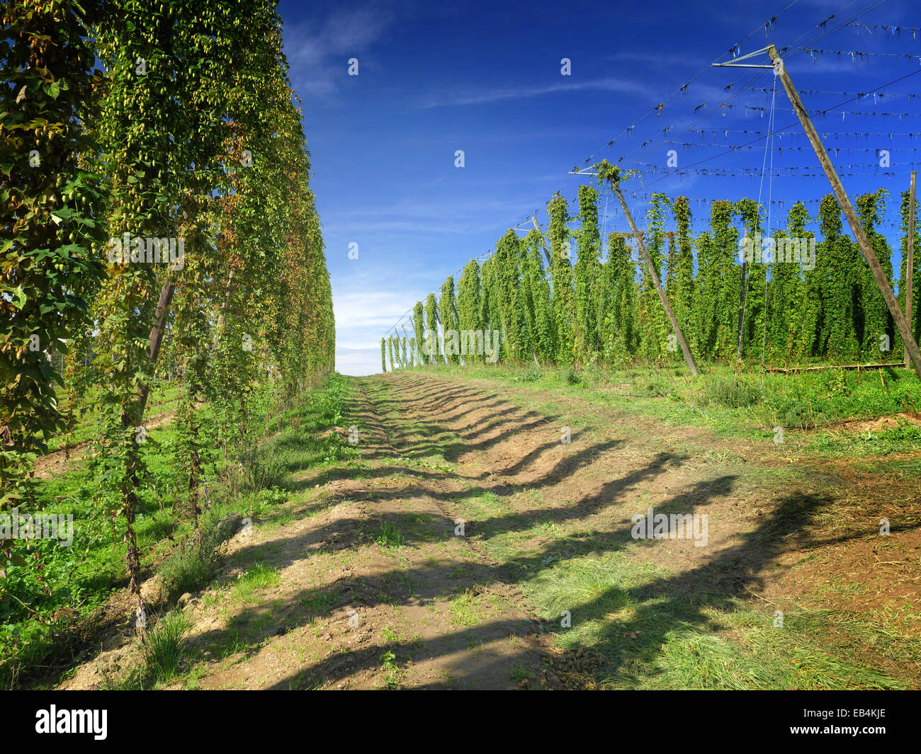 Germany Bavaria Hallertau Harvest Hops field German beer Purity law ...