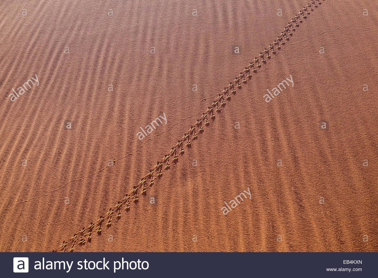 Lizard Desert Tracks High Resolution Stock Photography and Images - Alamy