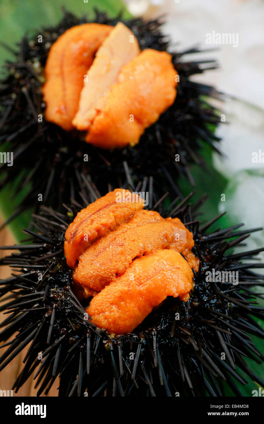 Hard spined sea urchin hi-res stock photography and images - Alamy