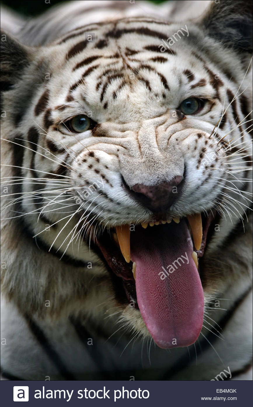 Genetic Mutations Stock Photos & Genetic Mutations Stock Images - Alamy