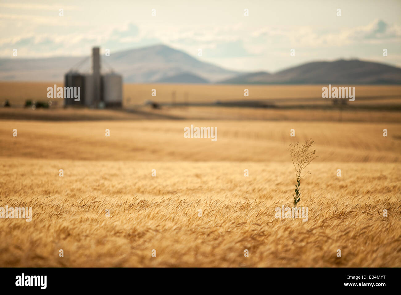 A single weed stands alone in a vast field of wheat Stock Photo - Alamy
