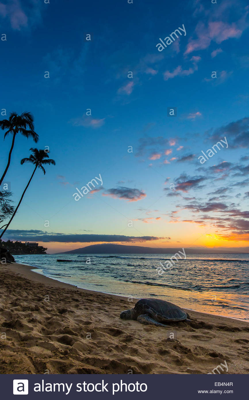 An endangered green sea turtle lies on the sand on a tropical beach ...