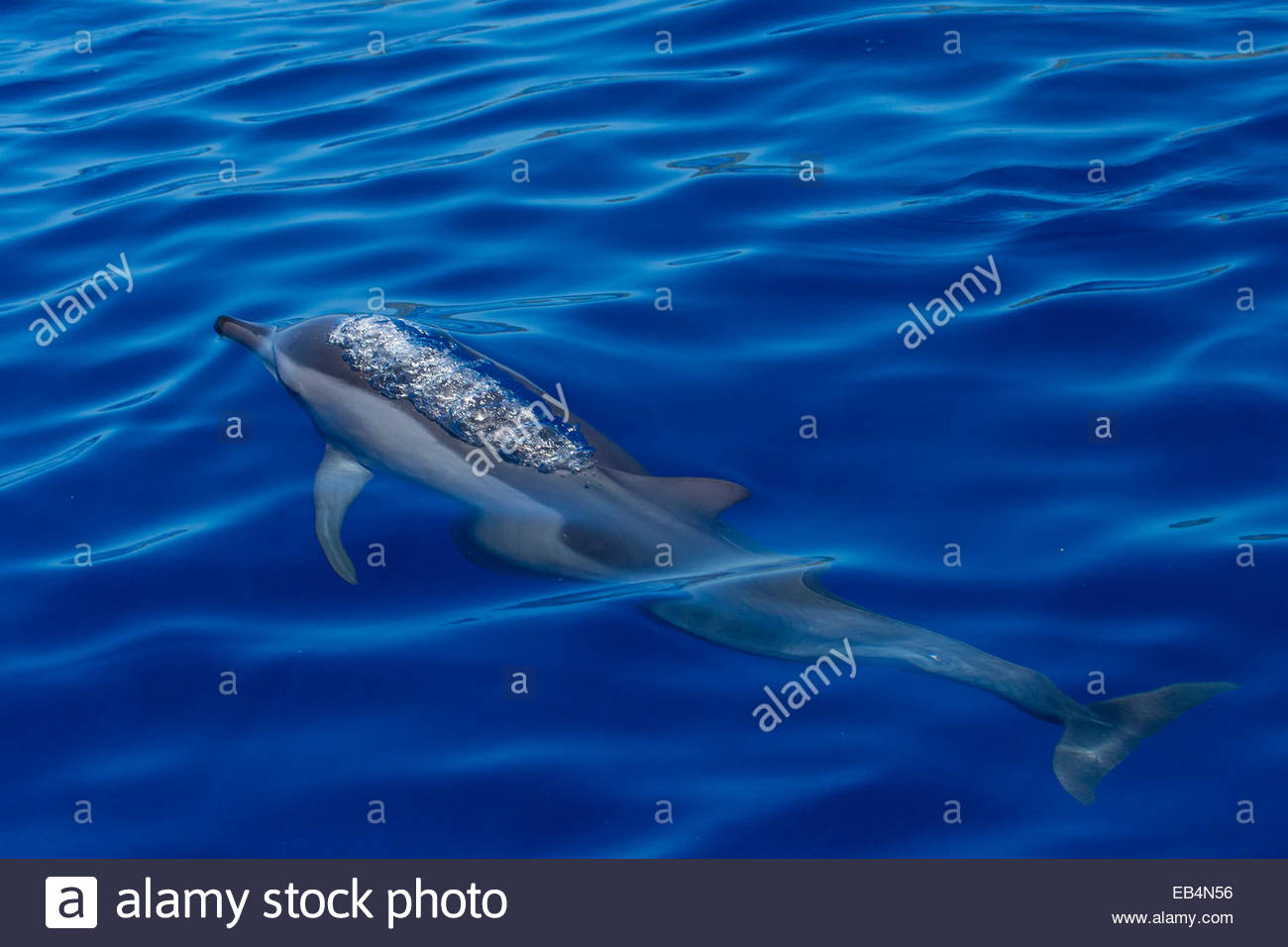 View from above of a spinner dolphin swimming on the ocean's surface ...