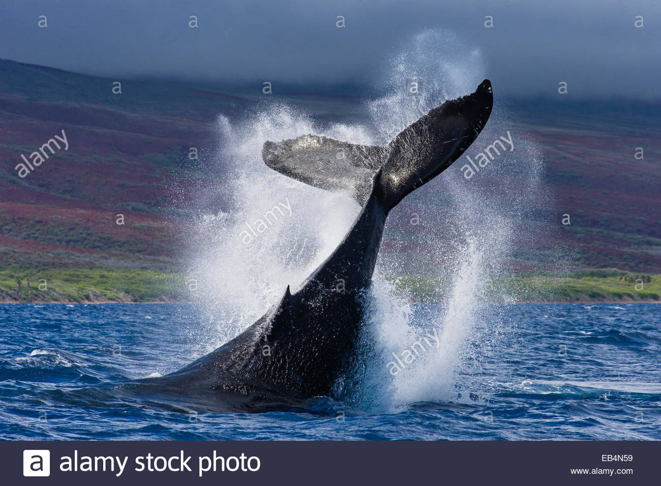 A humpback whale does a peduncle throw in the Pacific Ocean Stock Photo ...