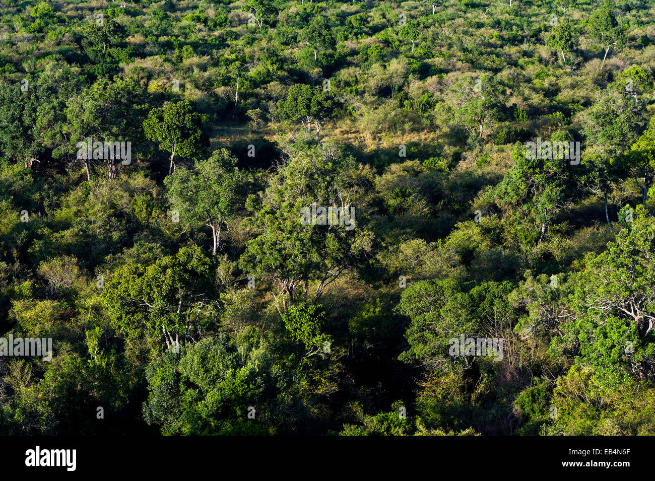An aerial view of an evergreen canopy of an open woodland on the ...