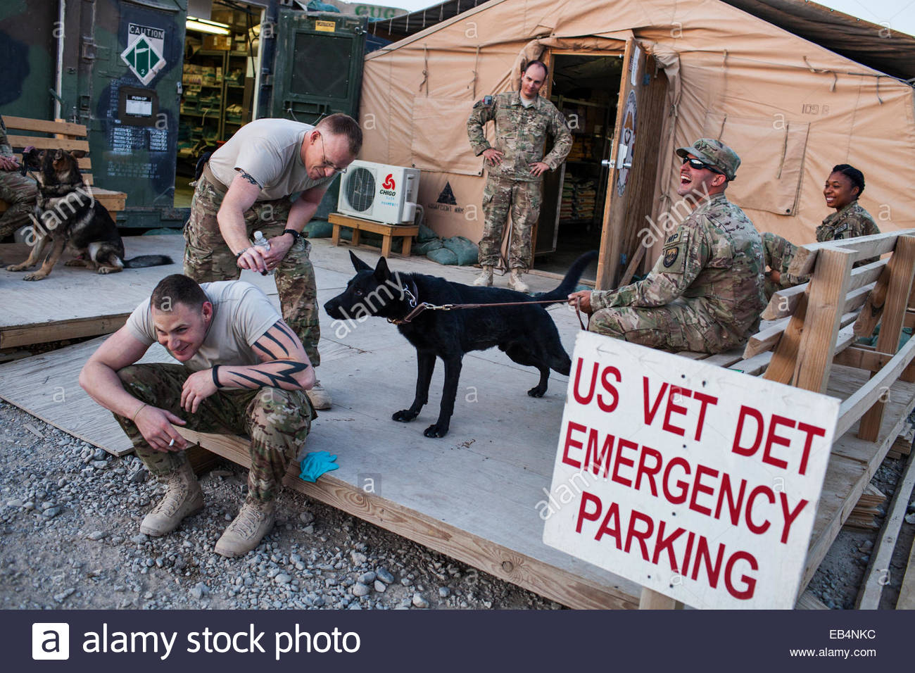 Army Veterinarian High Resolution Stock Photography and Images - Alamy
